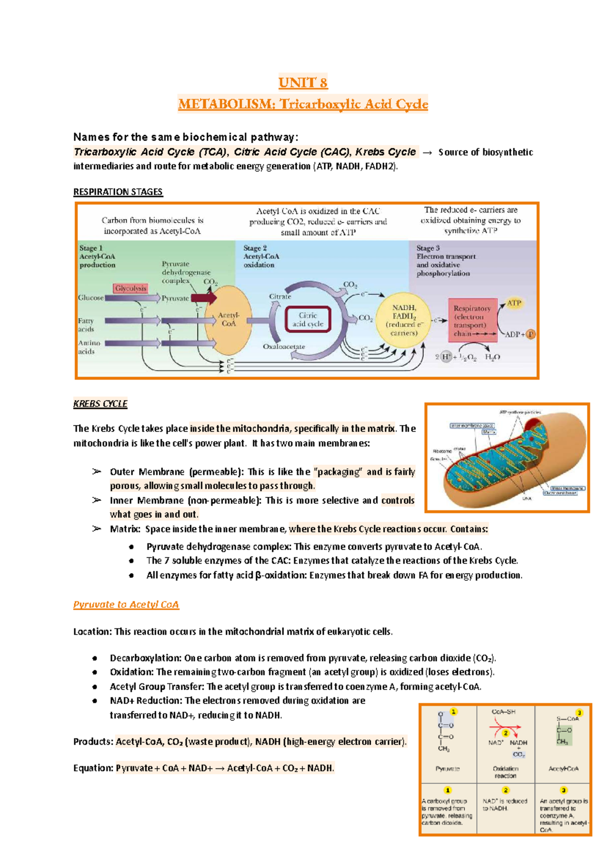 UNIT 8 METABOLISM: Detailed Overview of the CAC Cycle and Its Functions ...