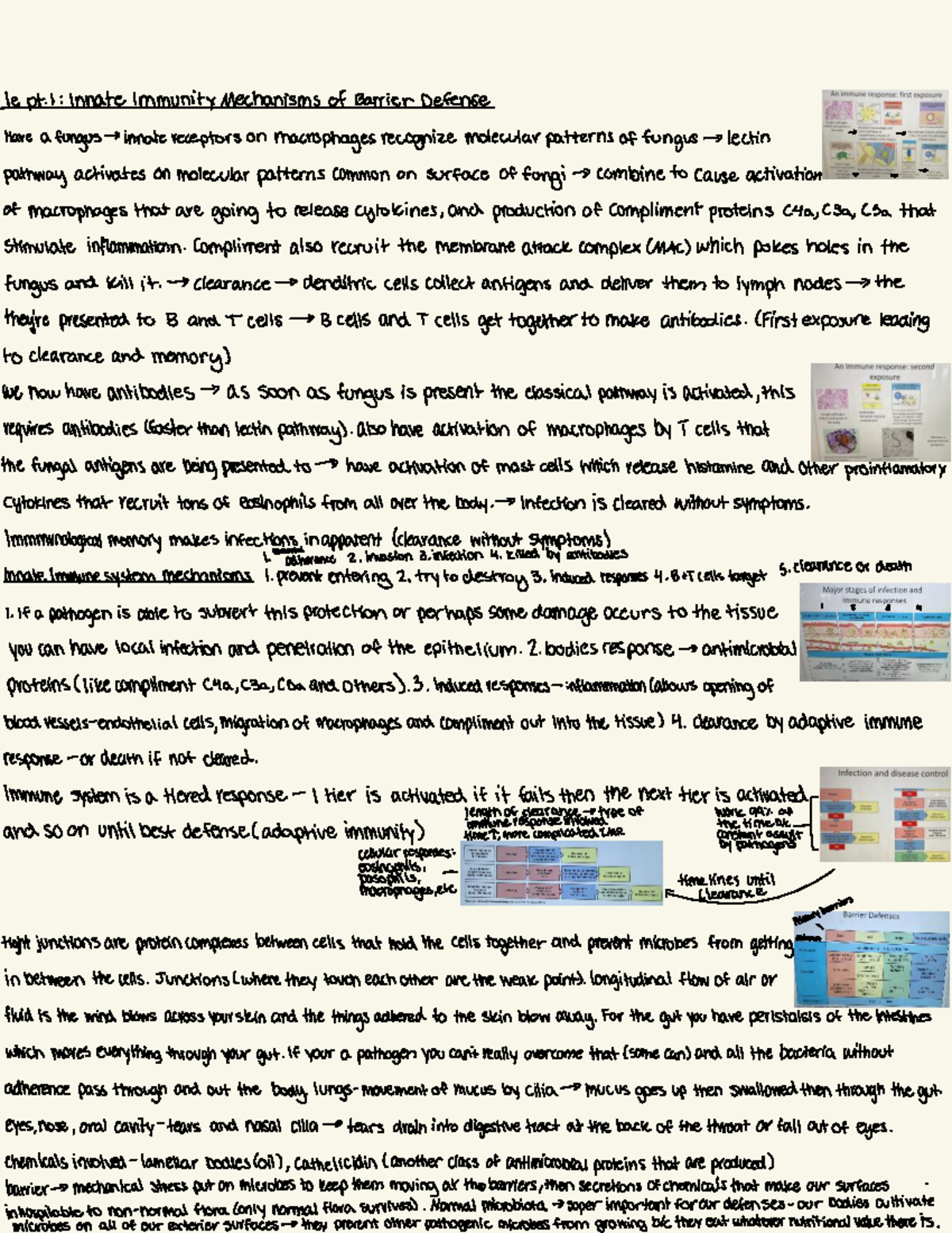 BIOL 101: Innate Immunity Mechanisms and Complement Pathways - Studocu