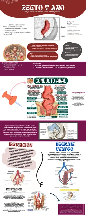 Anatomía del Recto y Conducto Anal: Generalidades y Estructura - Studocu