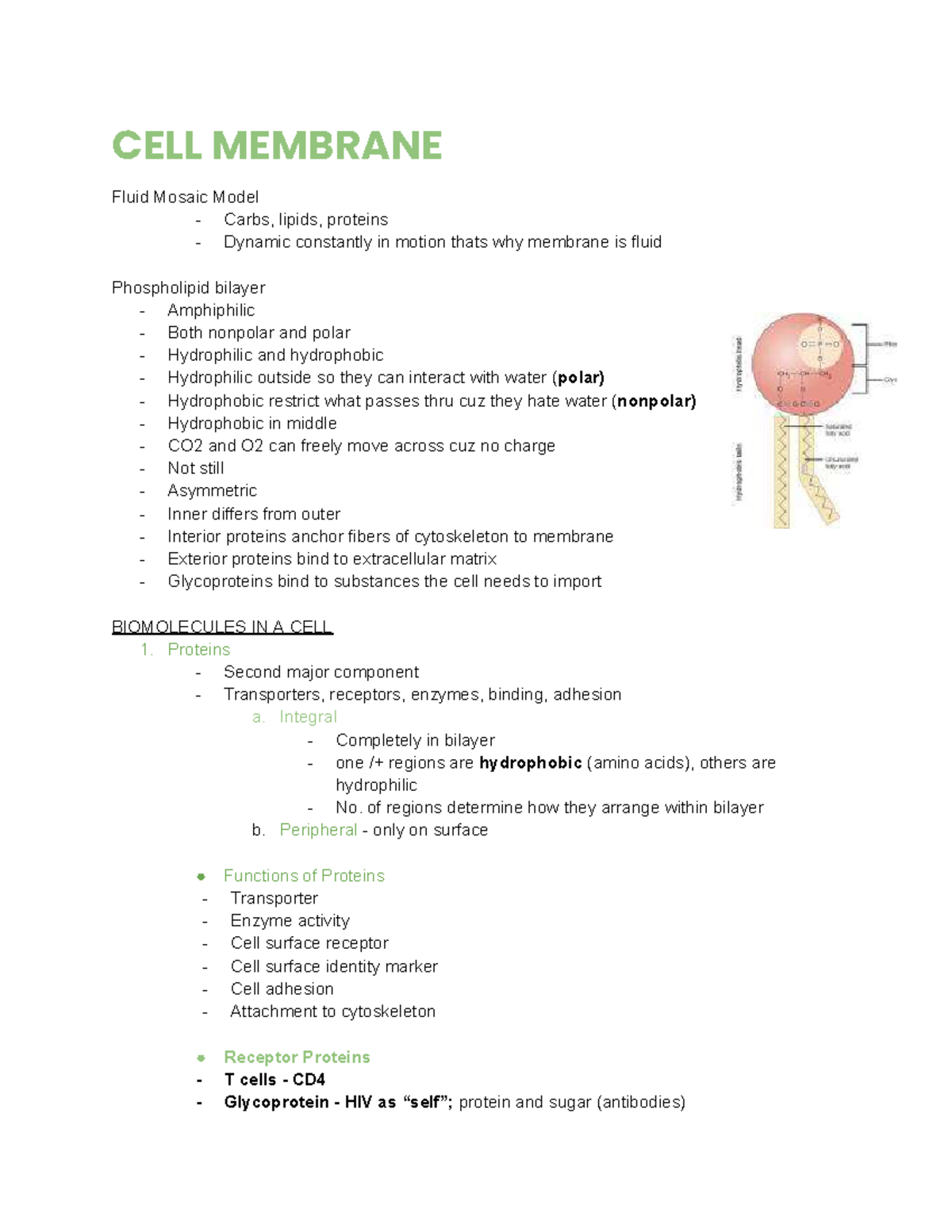 [Genbio] Cell Transport & Membrane: Fluid Mosaic Model Explained - Studocu