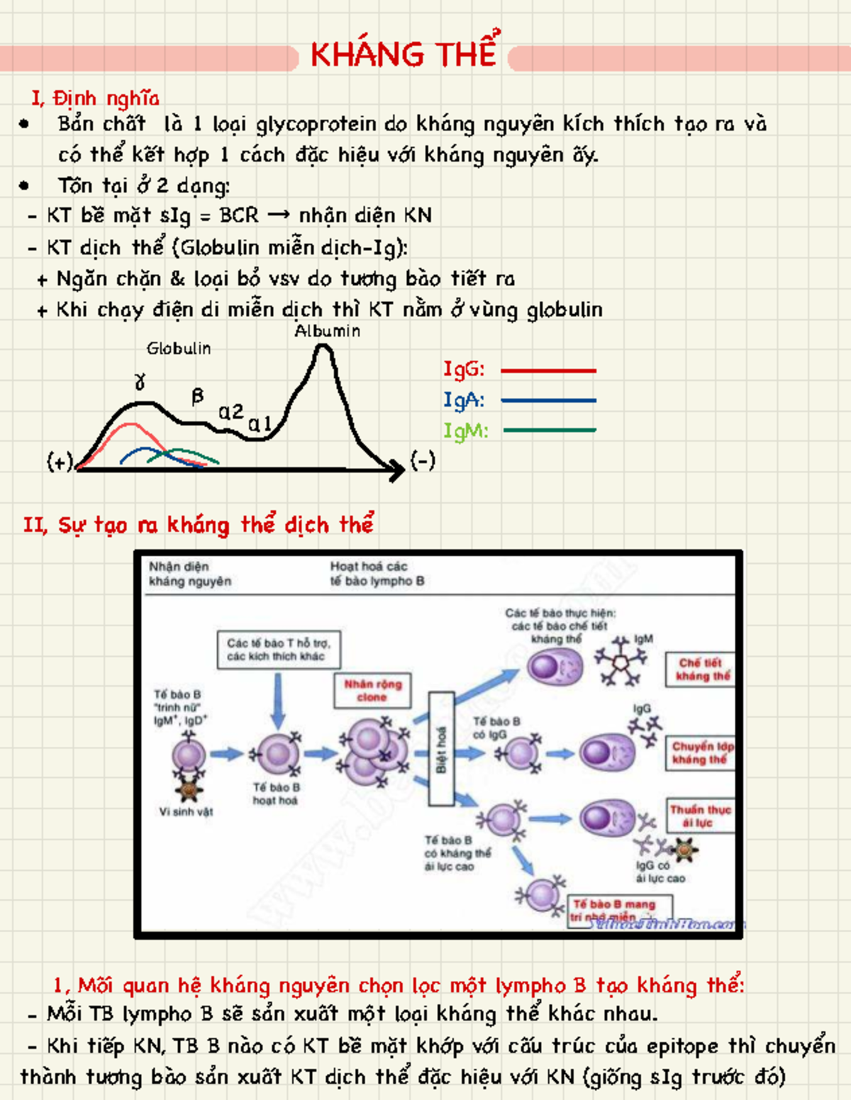 KHÁNG THỂ I: Đặc Điểm, Chức Năng và Quá Trình Tạo Ra - Studocu