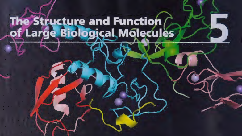 Chapter 5: The Structure and Function of Large Biological Molecules ...