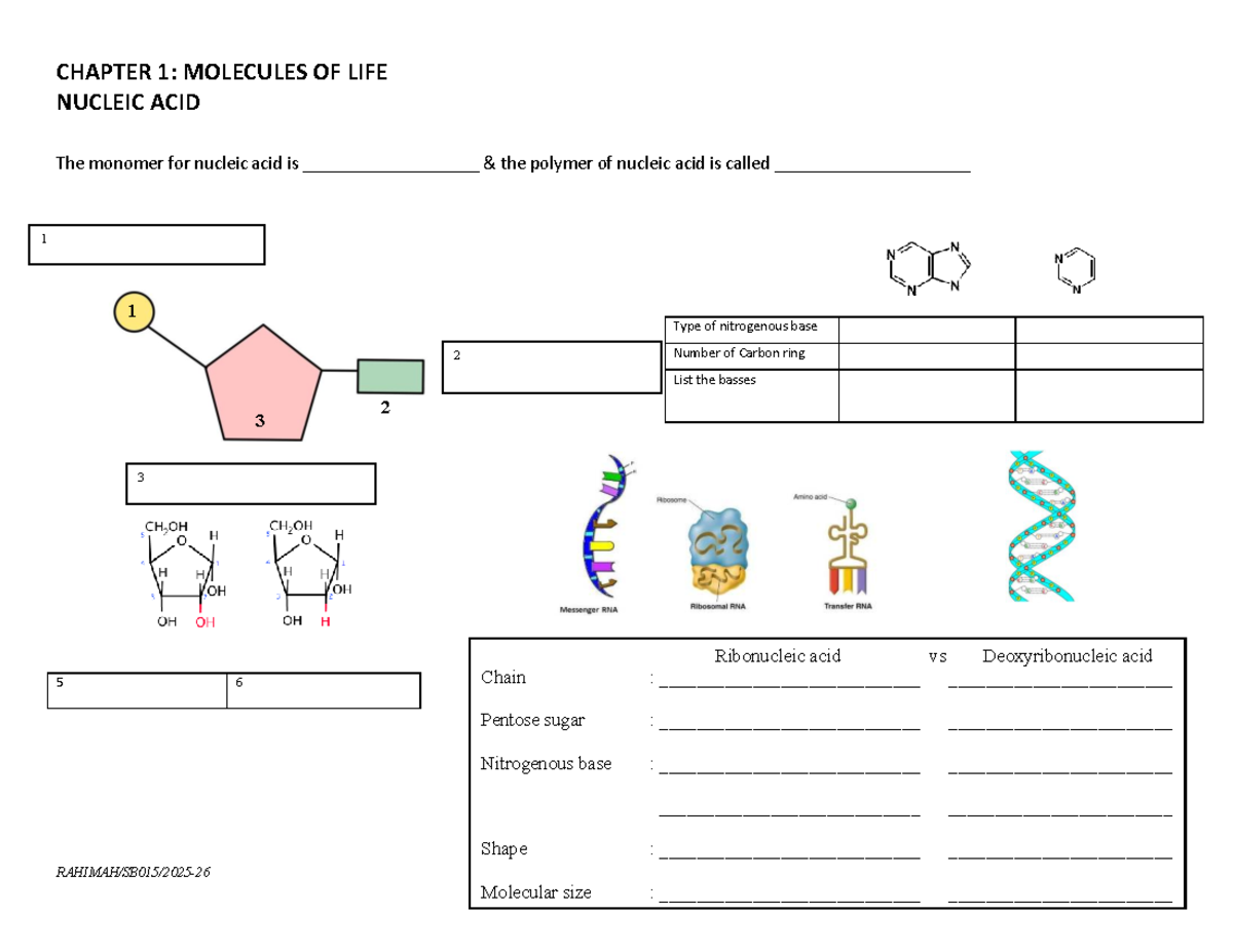 CHAPTER 1: MOLECULES OF LIFE - NUCLEIC ACID SB015 2025-26 - Studocu