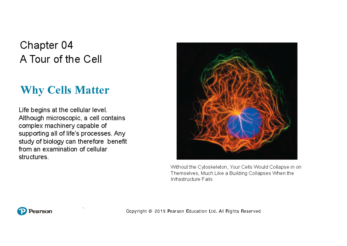 Chapter 04: A Tour of the Cell - General Biology Class Notes - Studocu