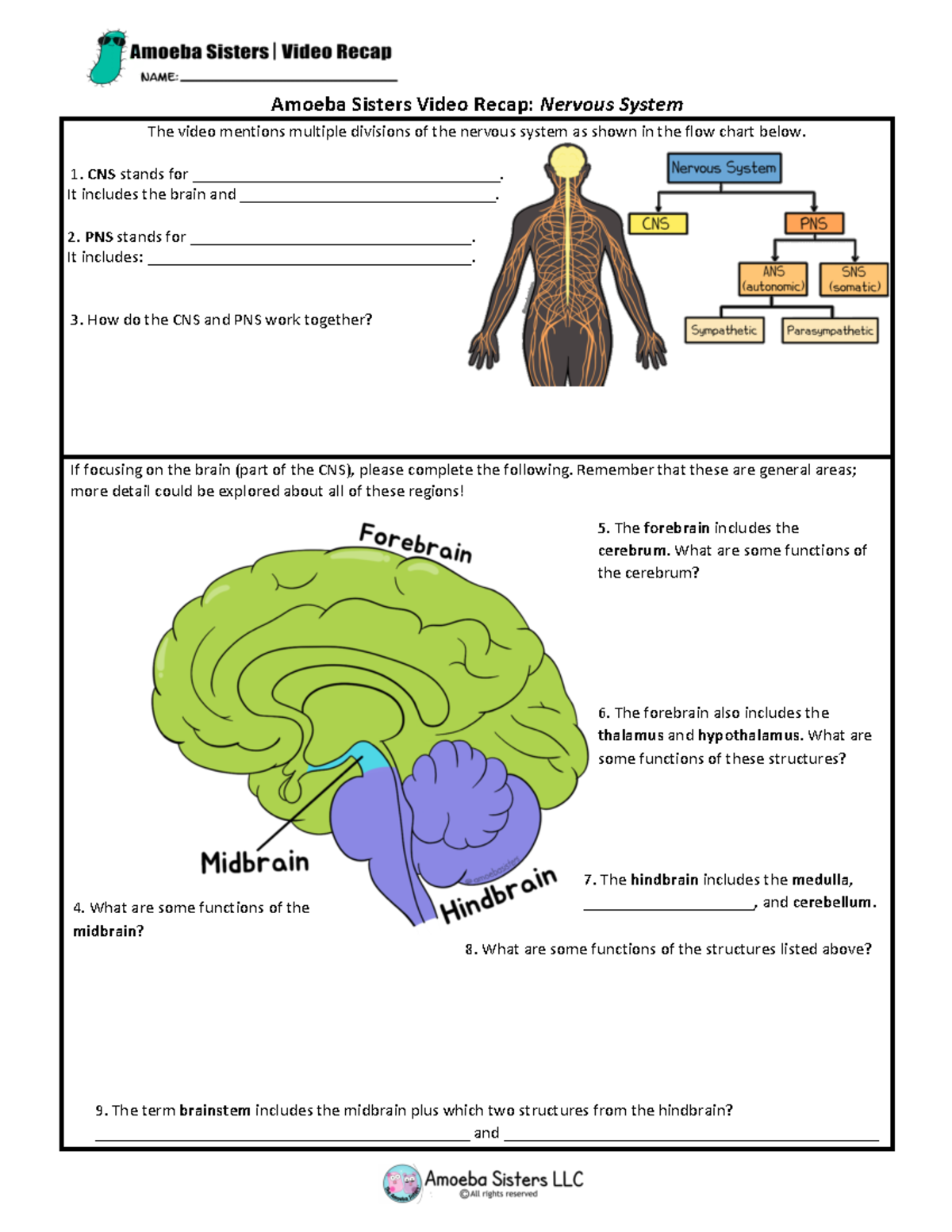Amoeba Sisters Video Notes: Nervous System Overview - Studocu