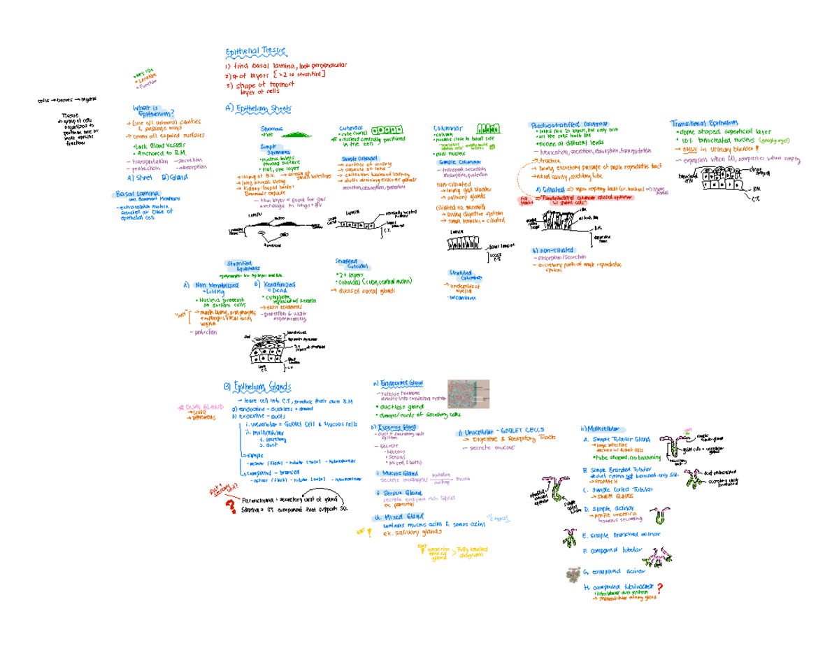HMB302 Midterm Study Notes on Epithelial and Connective Tissues - Studocu