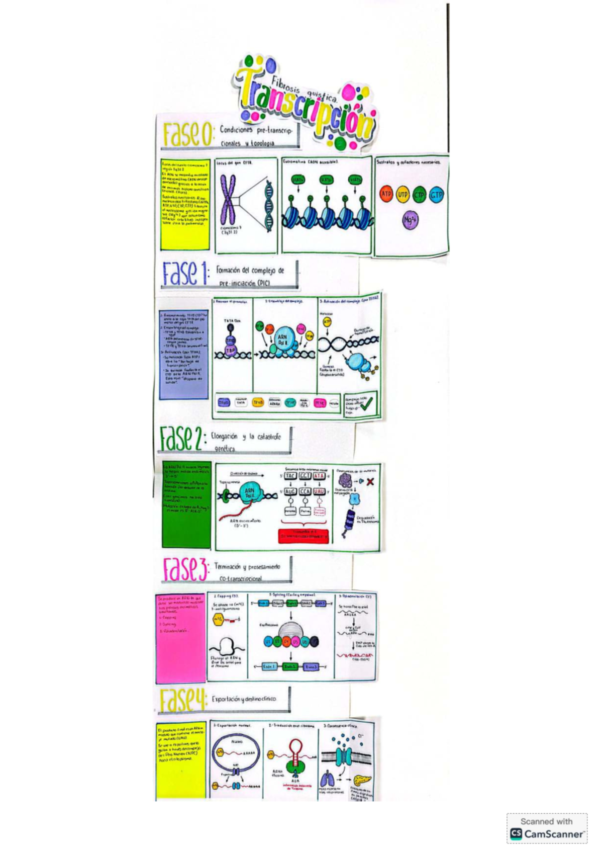 Fase 0-3: Proceso de Transcripción del Gen CFTR en Fibrosis Quística ...