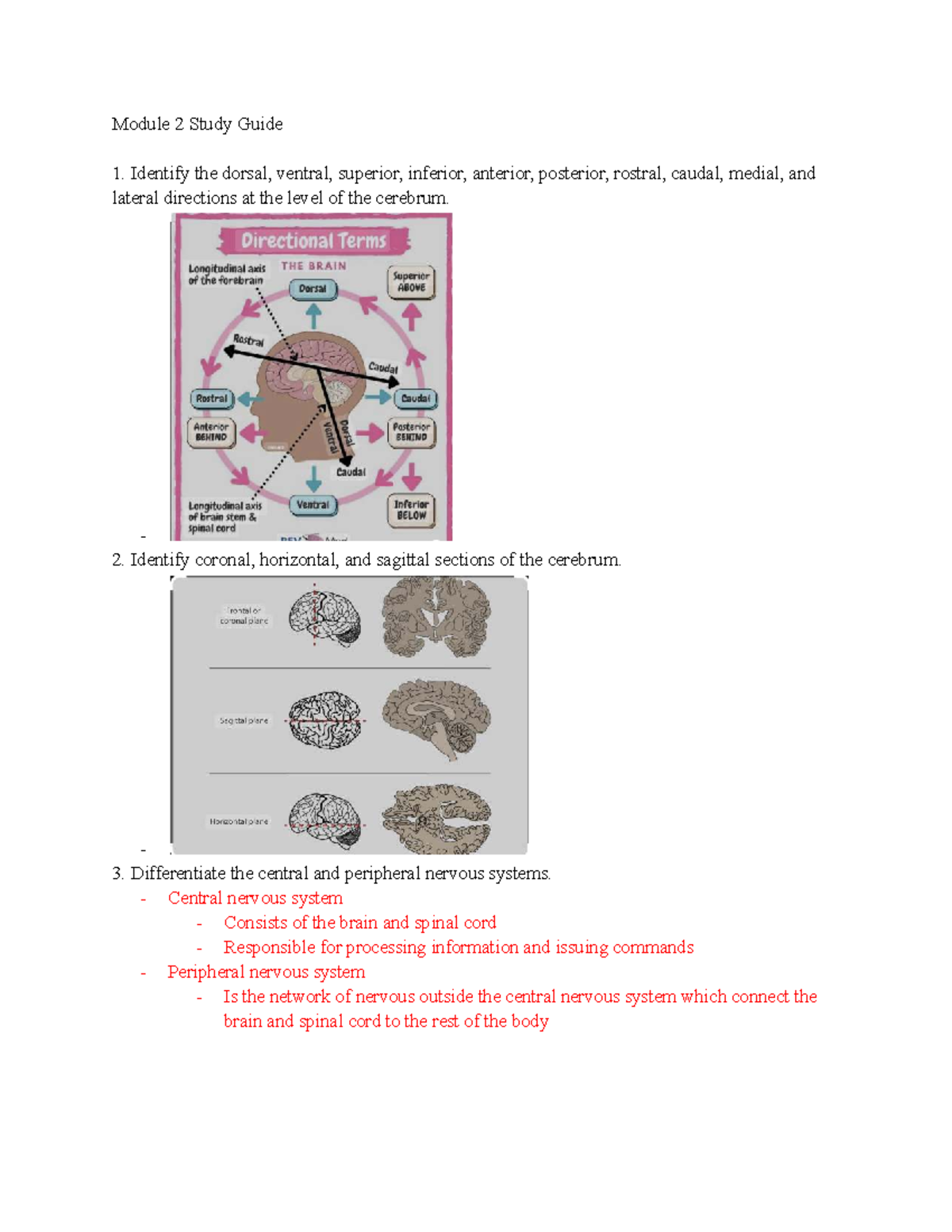 BioPsych 101: Exam 1 Study Guide on Nervous System Structure & Function - Studocu
