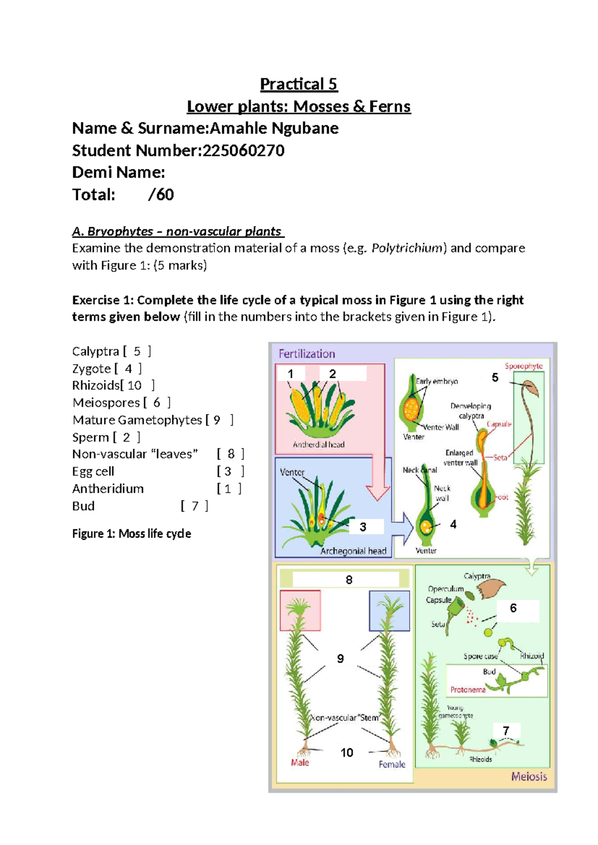 Lower Plants Practical Worksheet: Mosses & Ferns (Practical 5) - Studocu
