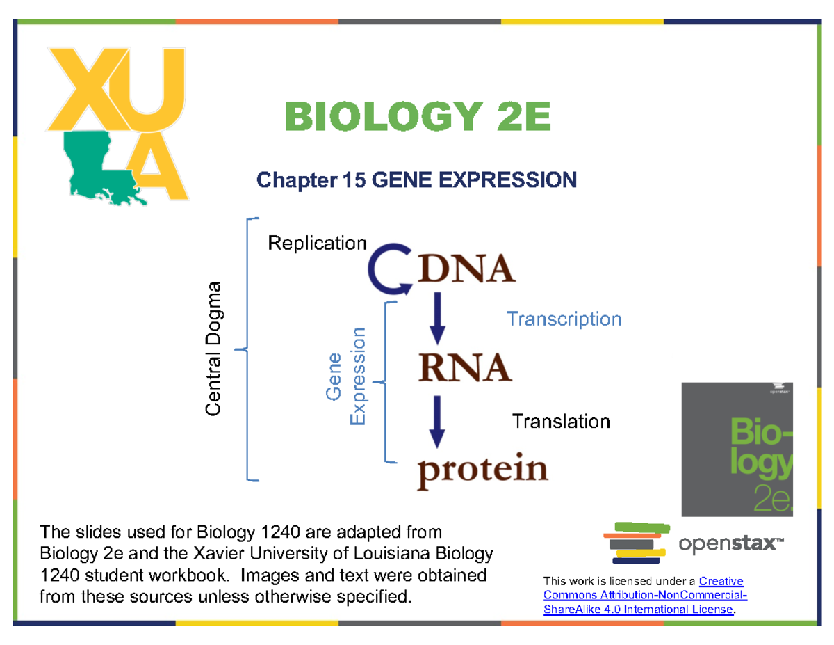 Biology 1240: Mutations and Gene Expression Summary - BIOLOGY 2E ...