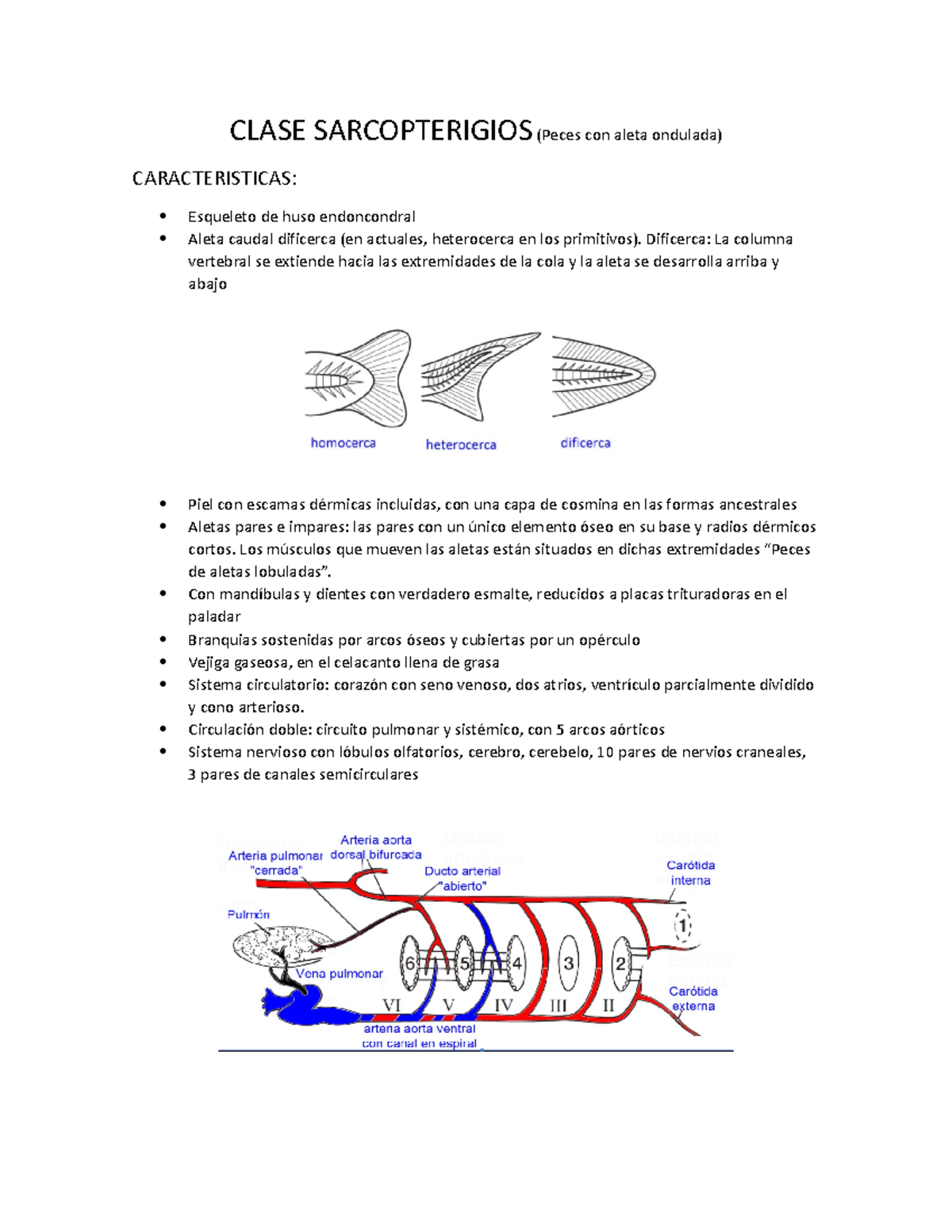 Clase Sarcopterigios - Características y Clasificación en Zoología ...