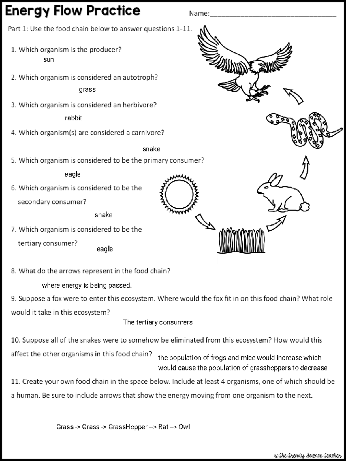 Energy Flow Practice Questions & Food Chain Analysis - Studocu