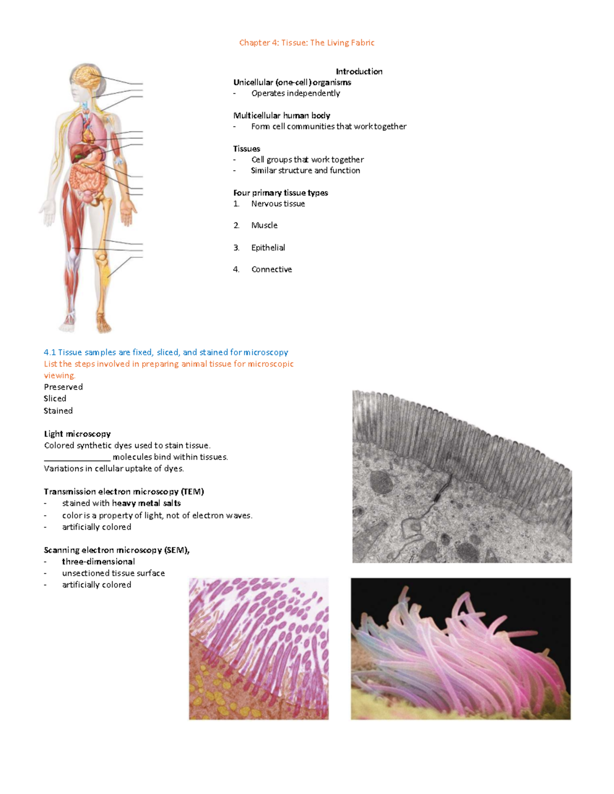 Tissue Types and Functions Overview - Chapter 4: The Living Fabric - Studocu
