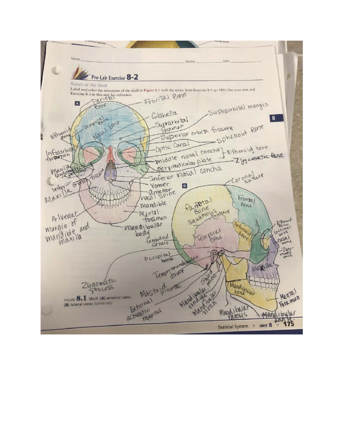 Lab 8 - Bones of the Skull Exercise and Labeling Guide - Studocu