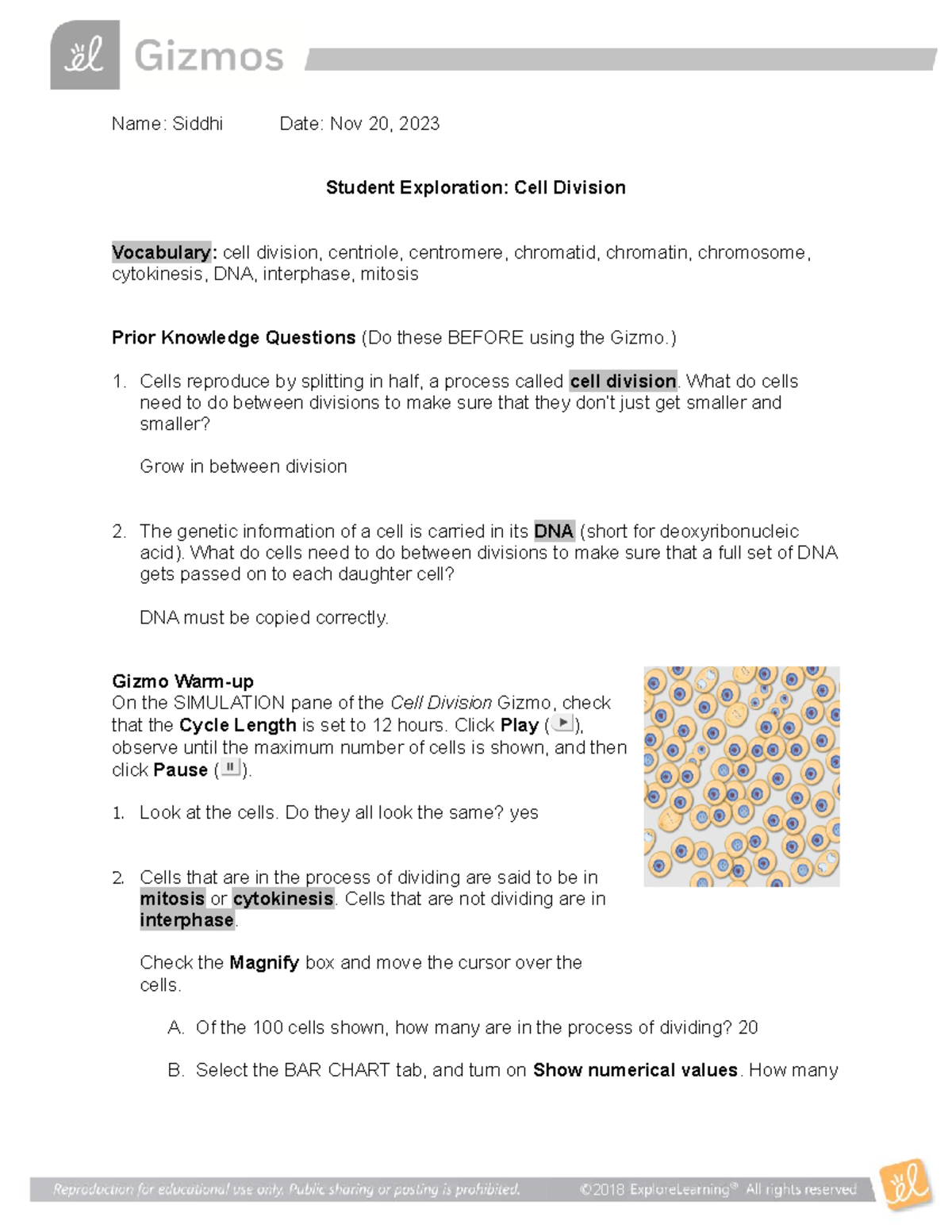 Exploring Cell Division Concepts: Gizmo Activity Insights for 2.4 - Studocu