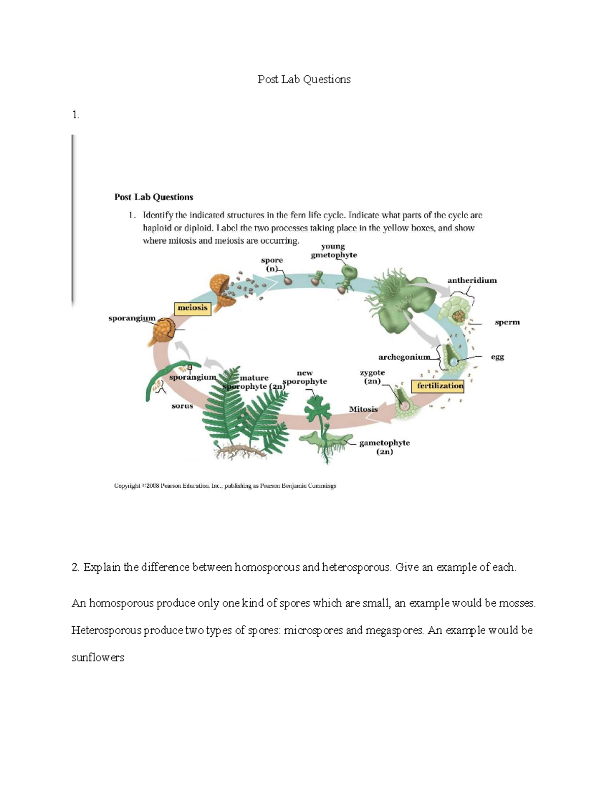 Life Cycle Of A Fern Worksheet