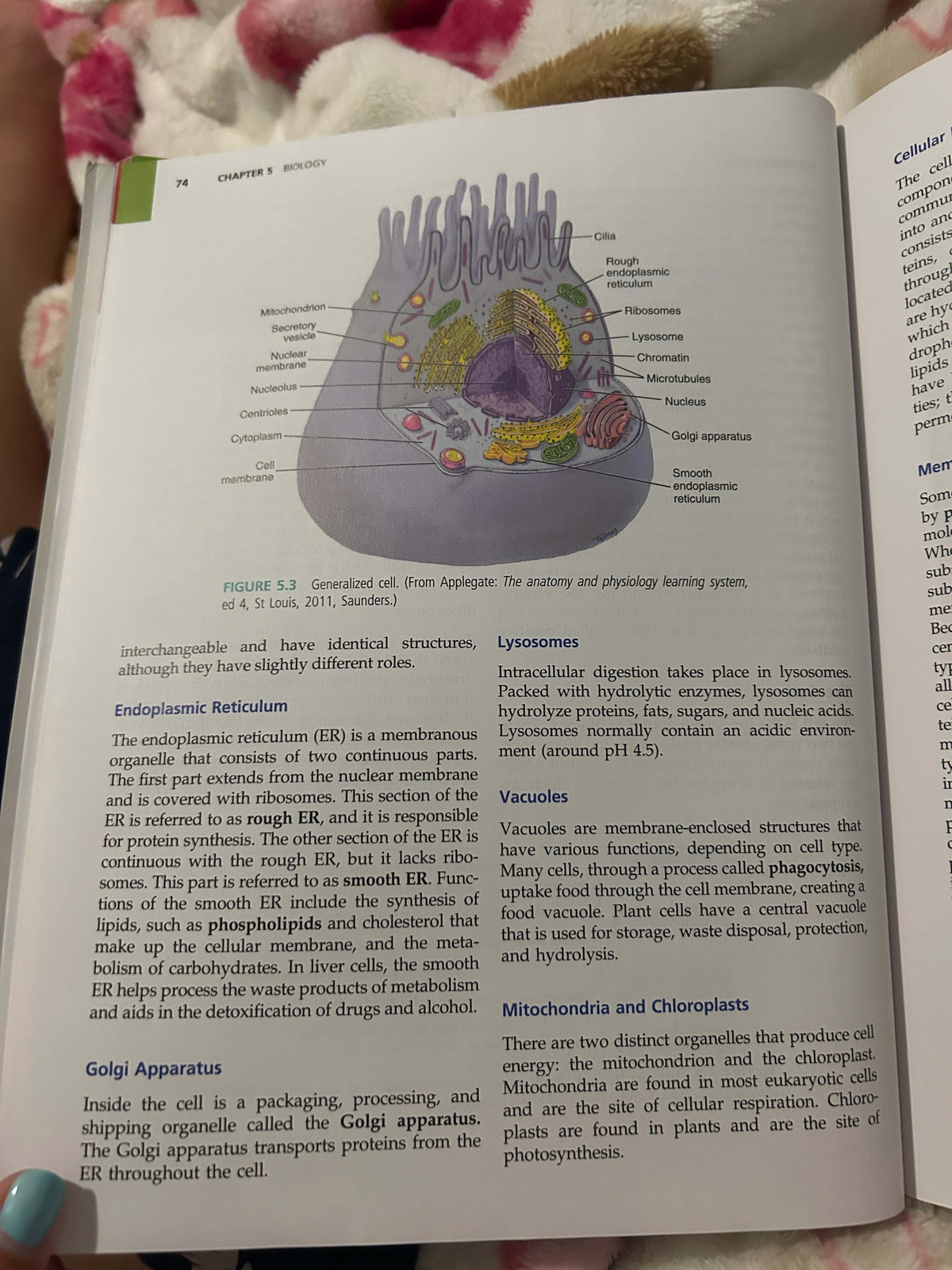 74 BIO 101 CHAPTER 5: Cell Organelles Overview and Functions - Studocu