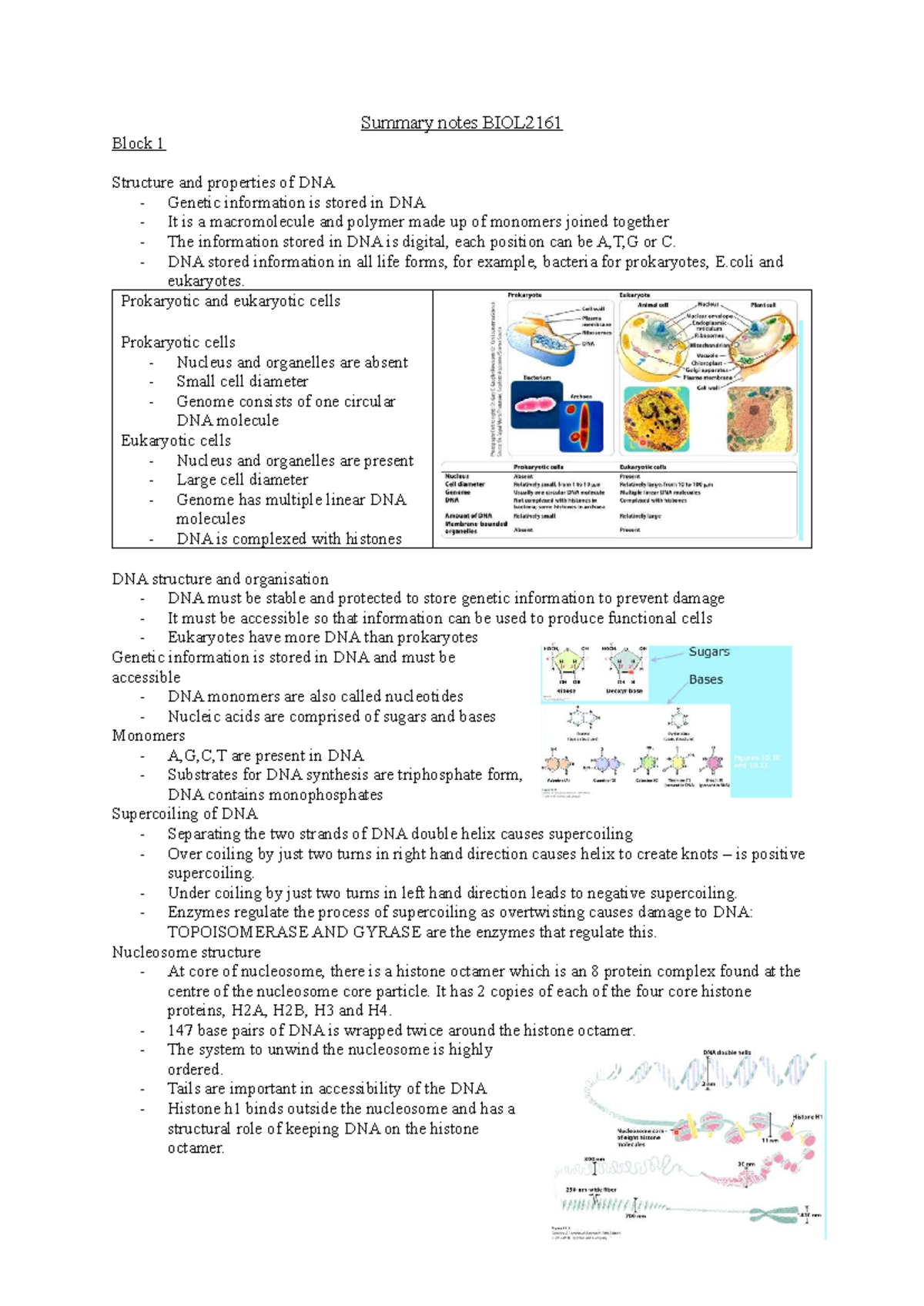 Summary Notes on DNA Structure and Replication - BIOL2161 - Studocu