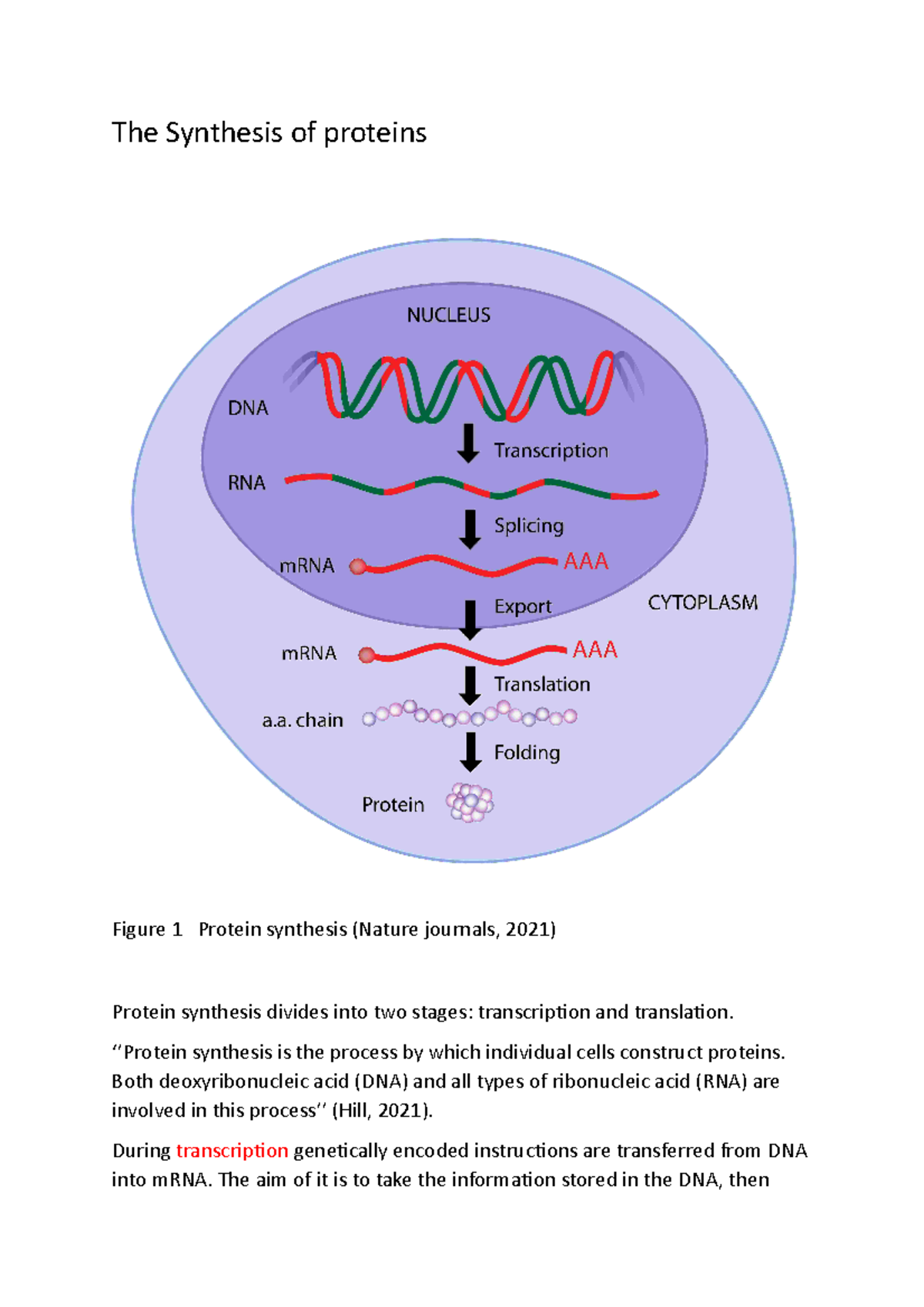 Unit 5: Correcting Protein Synthesis Process Overview - Studocu