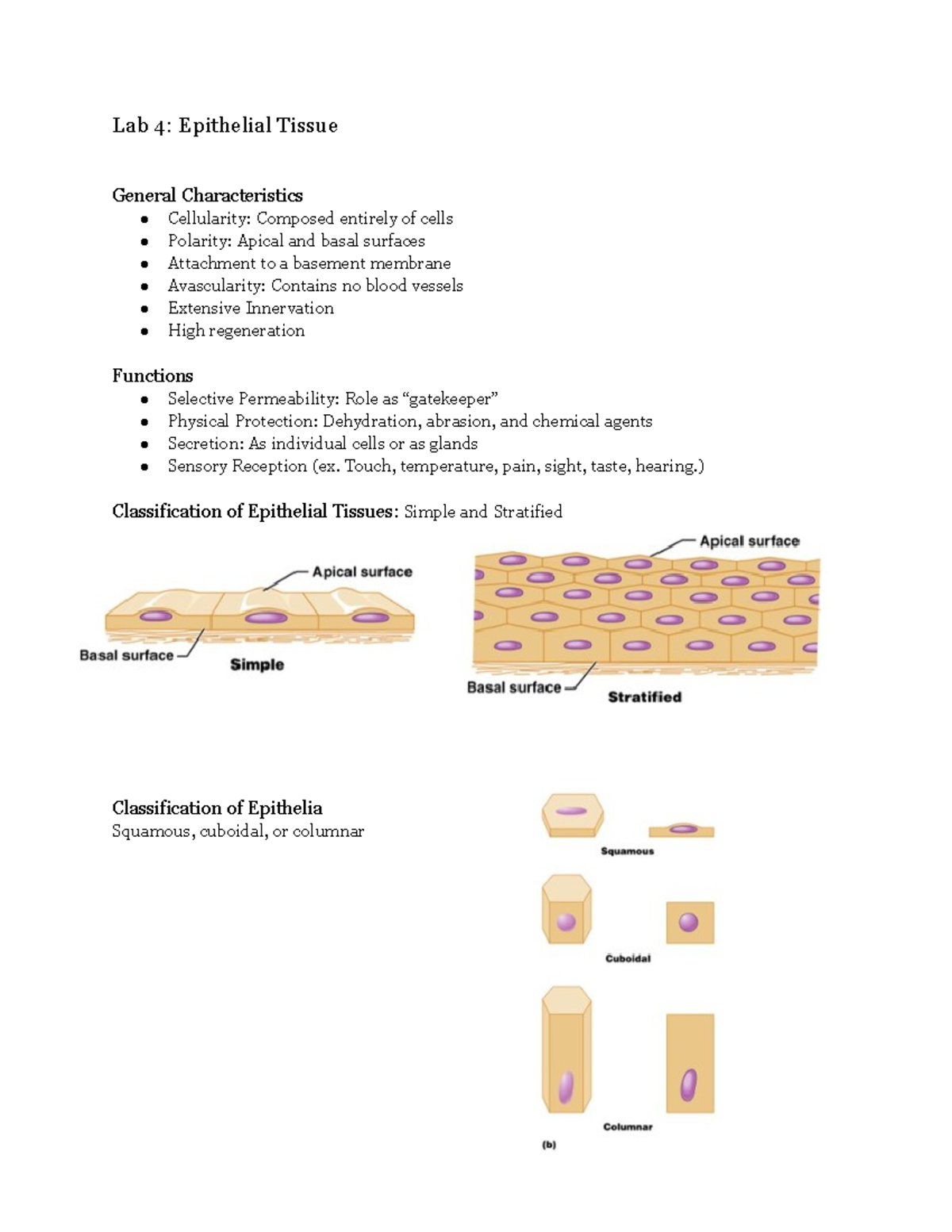 Lab Reports: Epithelial & Connective Tissues, Skin Anatomy (BIO 101 ...