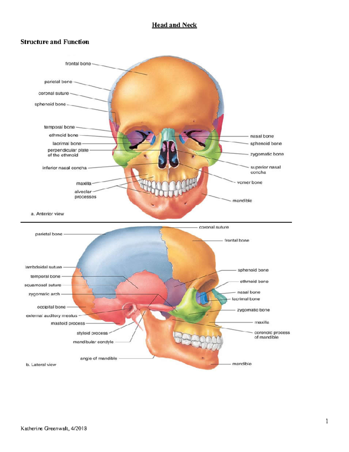 Head and Neck Anatomy: Essential Cheat Sheets for Quick Reference - Studocu