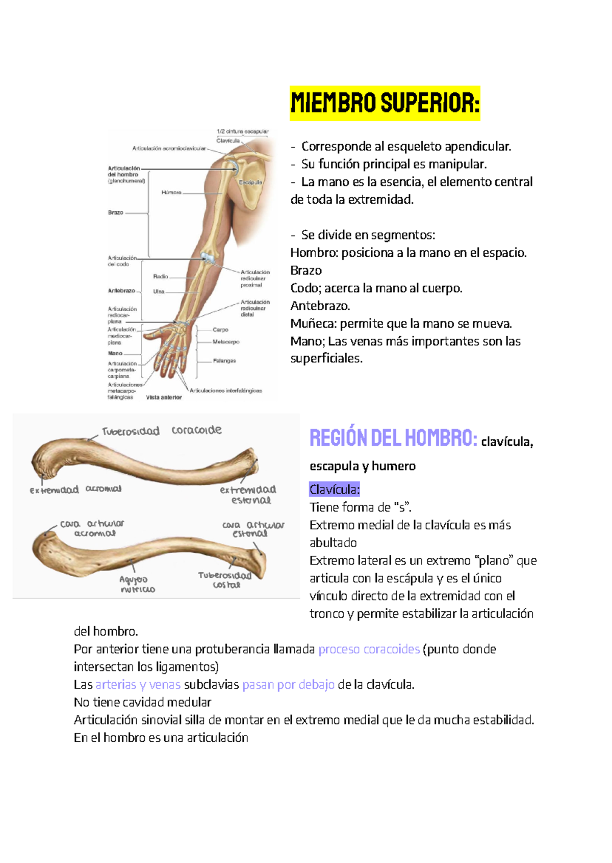 Resumen de Anatomía del Miembro Superior - Med 101 - Studocu