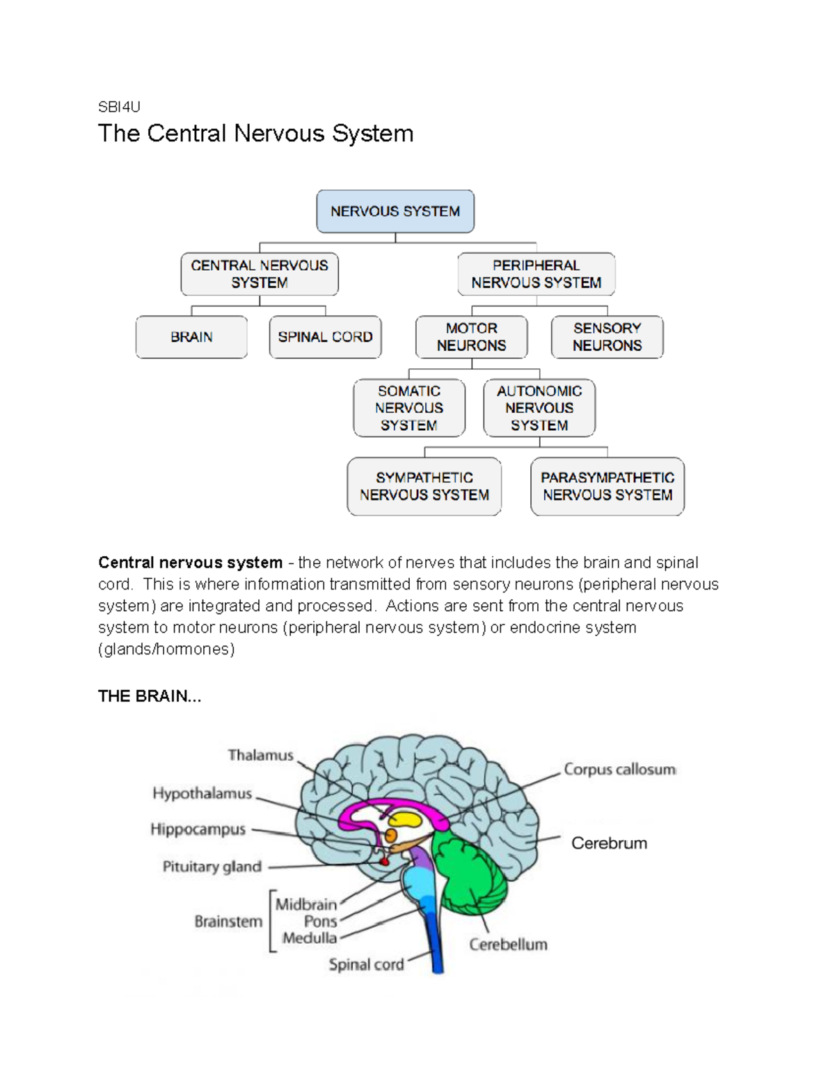 The Central Nervous System - SBI4U The Central Nervous System Central ...