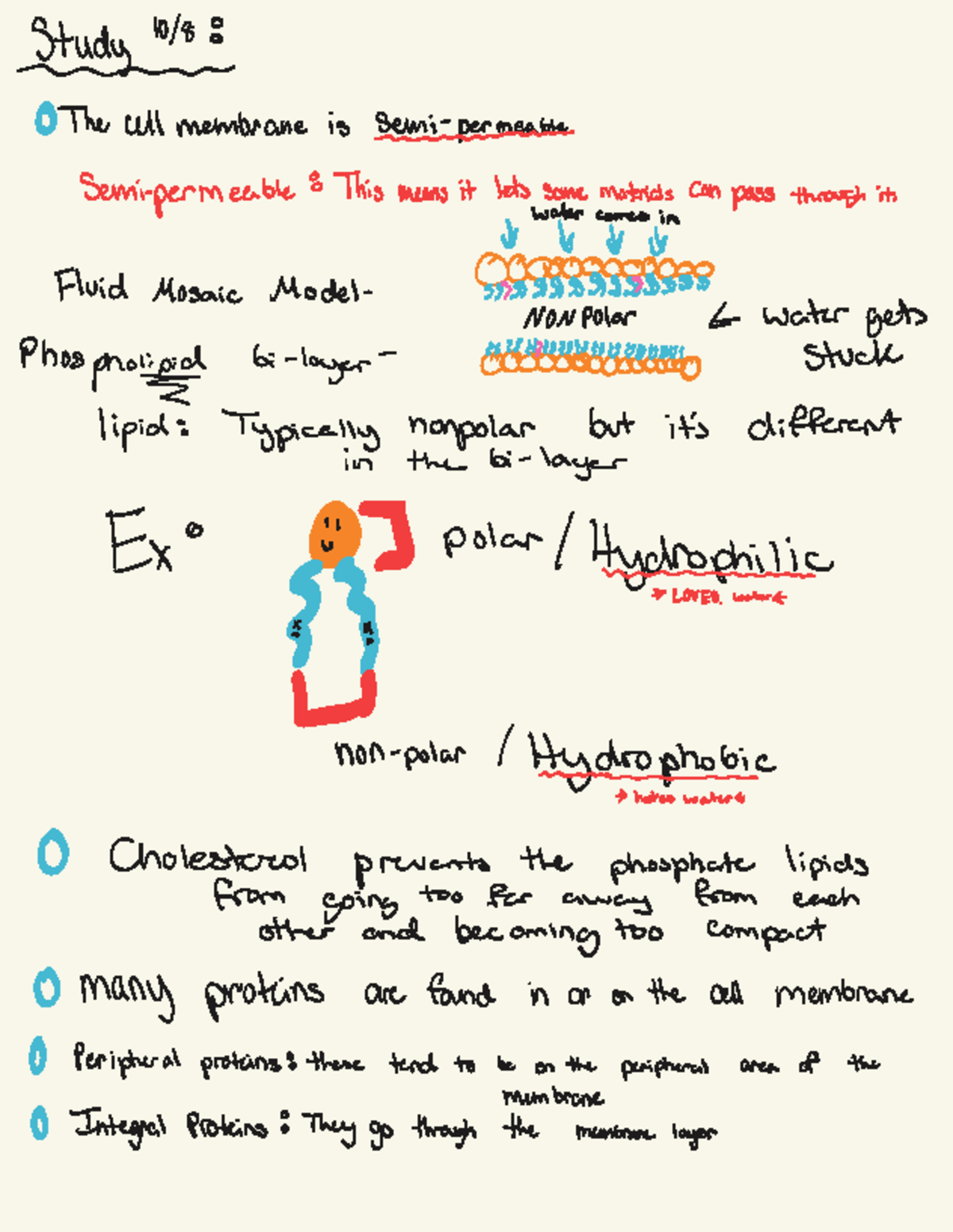 Cell Membrane Structure: Fluid Mosaic Model Overview (BIO 101) - Studocu