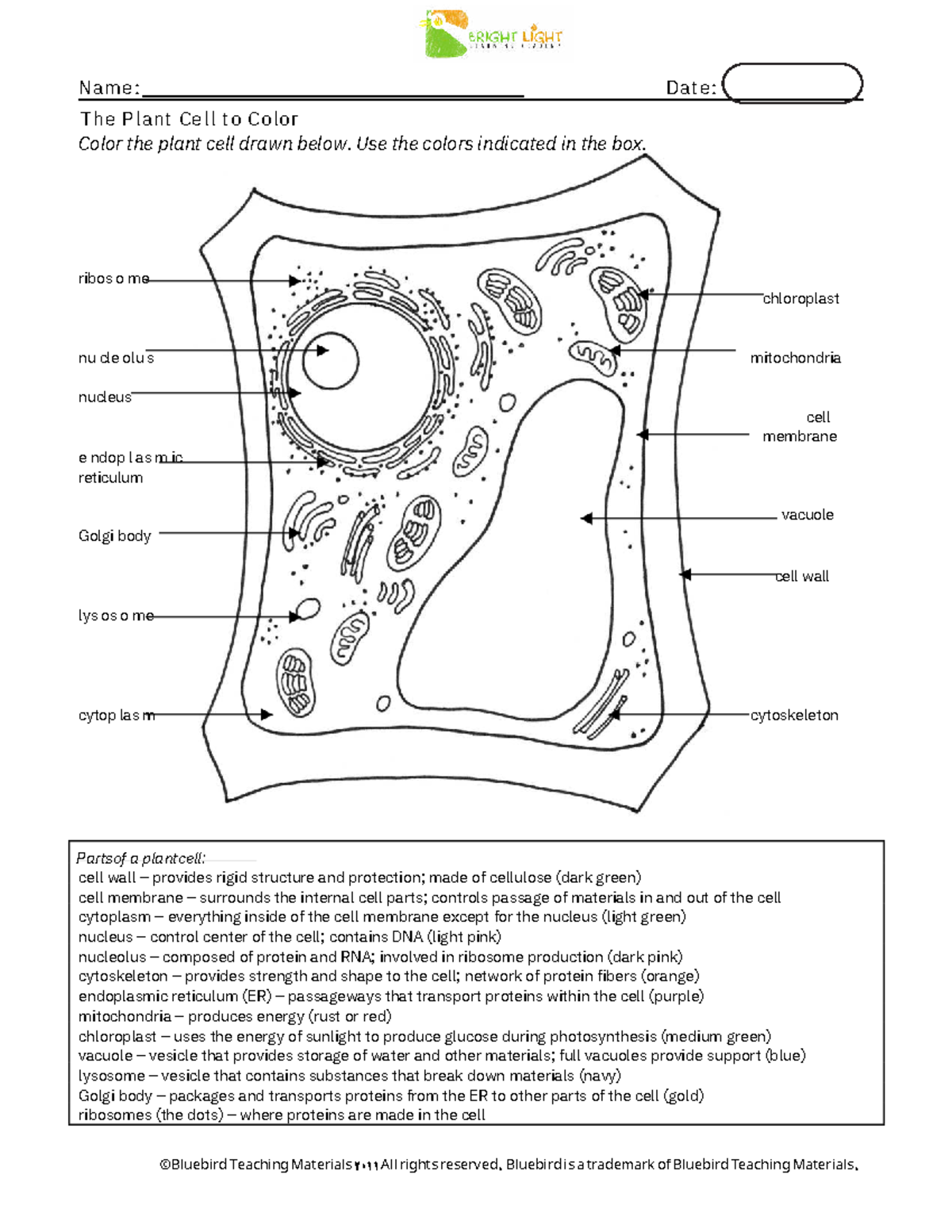 Plant Cell Color & Worksheet (Biology 101) - Studocu