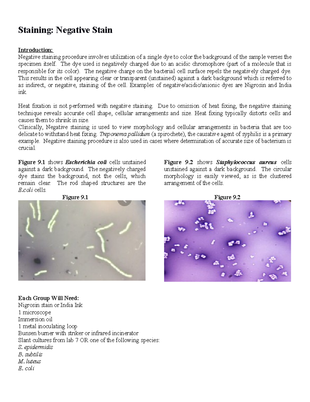 Negative Staining - lab - Staining: Negative Stain Introduction ...