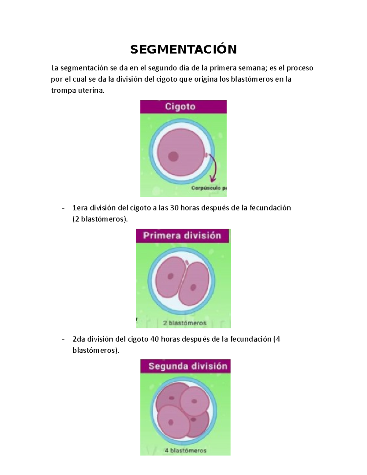 Segmentación y Gastrulación: Procesos del Desarrollo Embrionario - Studocu