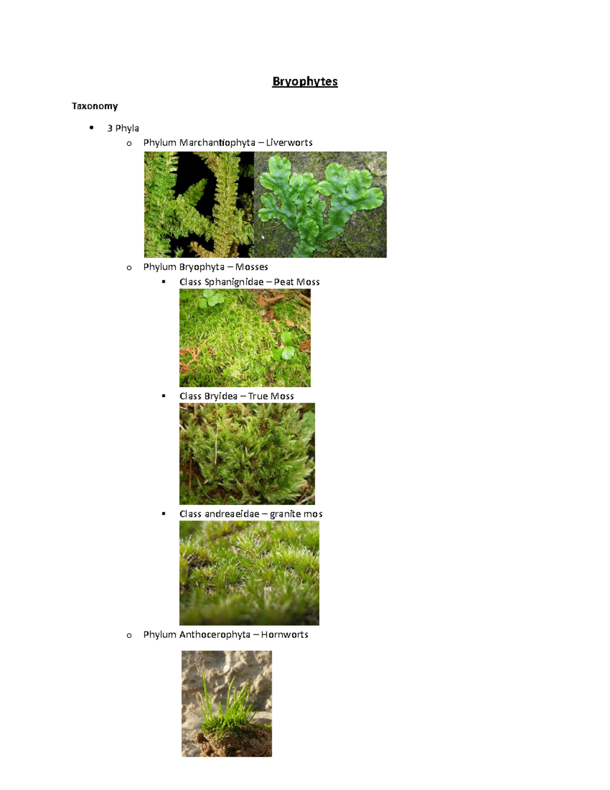 Plant Lab Exam Notes: Bryophytes and Seedless Vascular Plants - Studocu