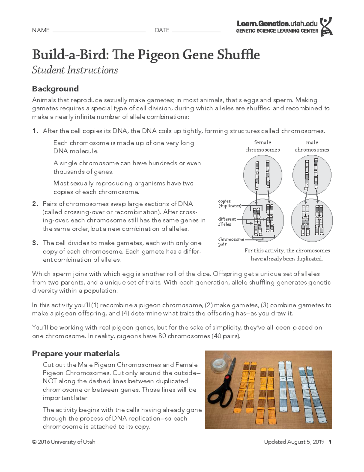 Build-a-Bird: Pigeon Gene Shuffle Lab Instructions (BIOL 101) - Studocu