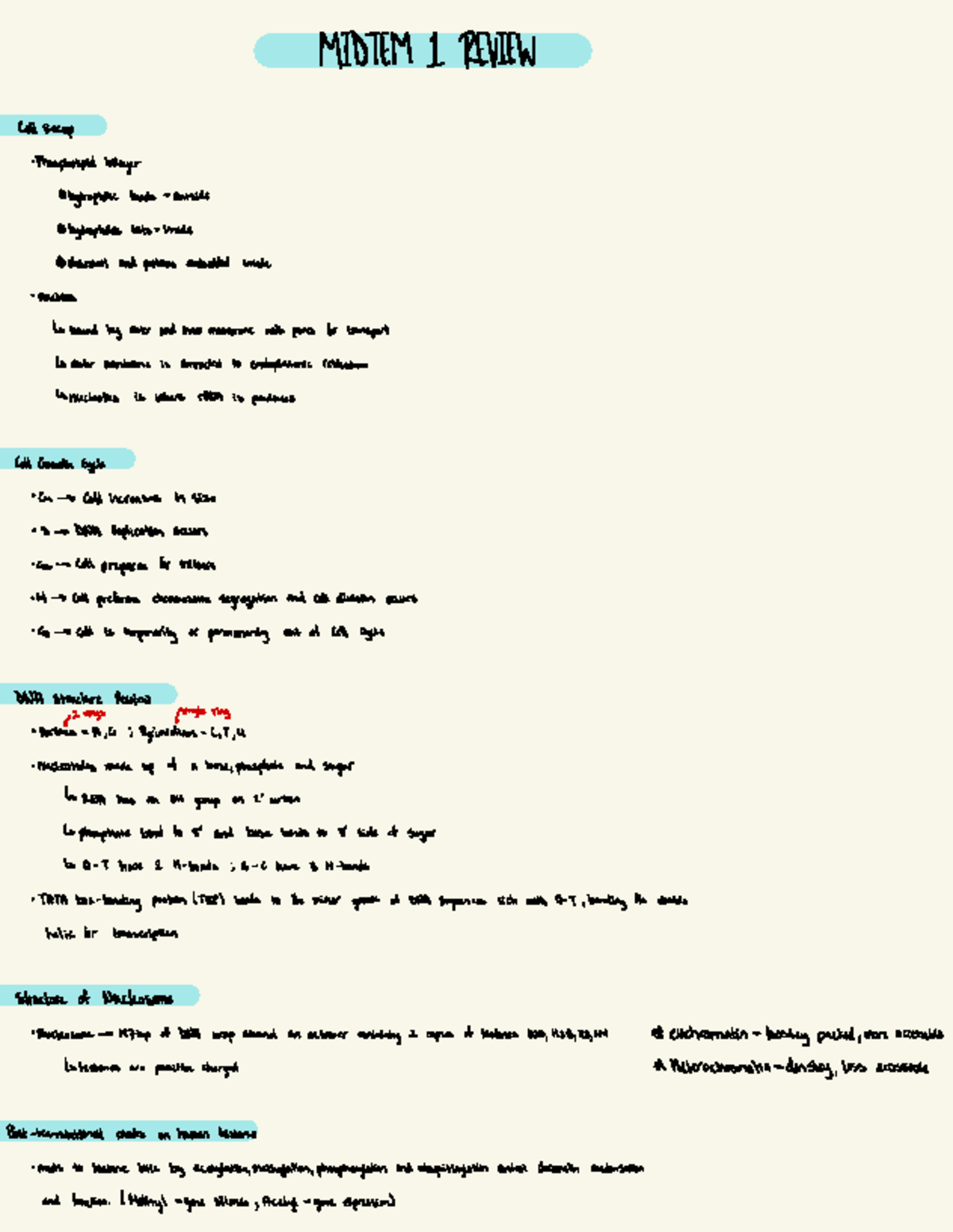 Midterm 1 Review: Cell Structure, Growth, and DNA Replication - Studocu