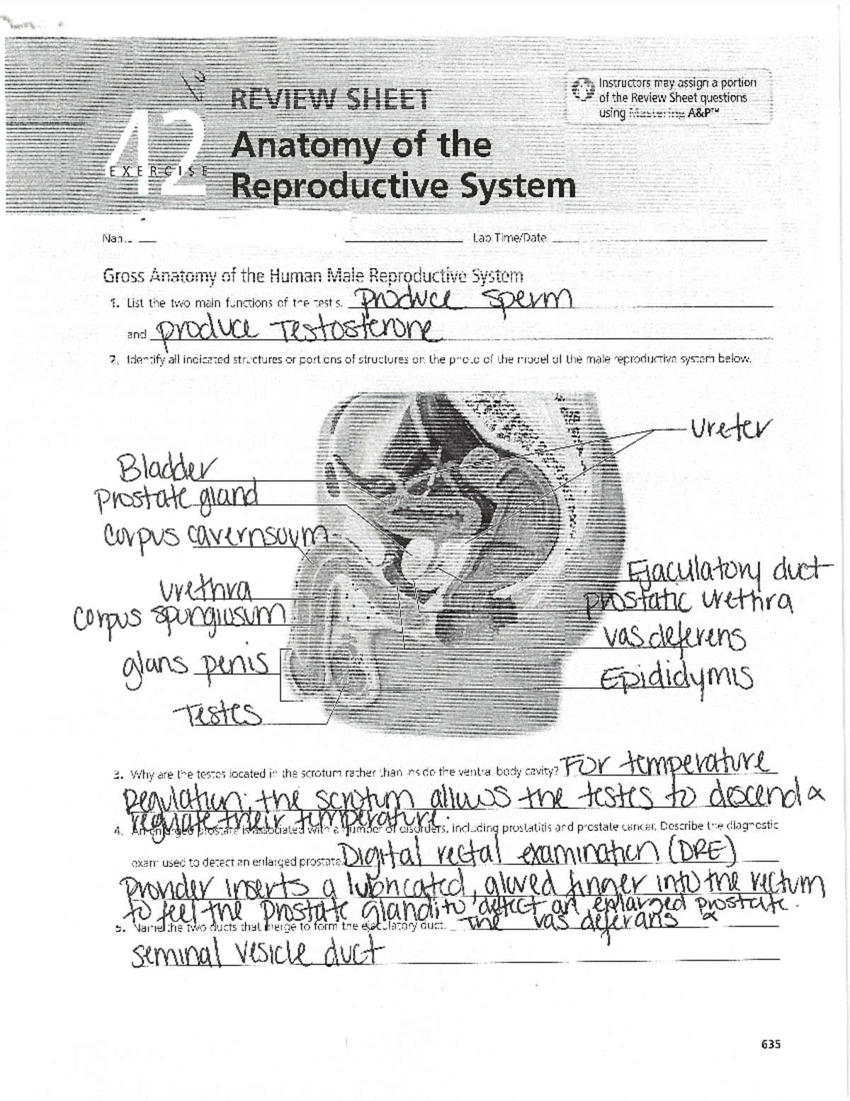 Review Sheet 42 - Detailed Insights on Anatomy of the Reproductive System - Studocu