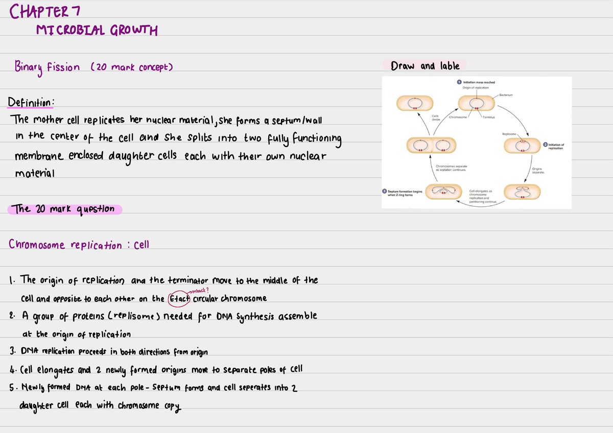 CHAPTER 7: MICROBIAL GROWTH - Binary Fission & Plasmid Replication (A2 ...