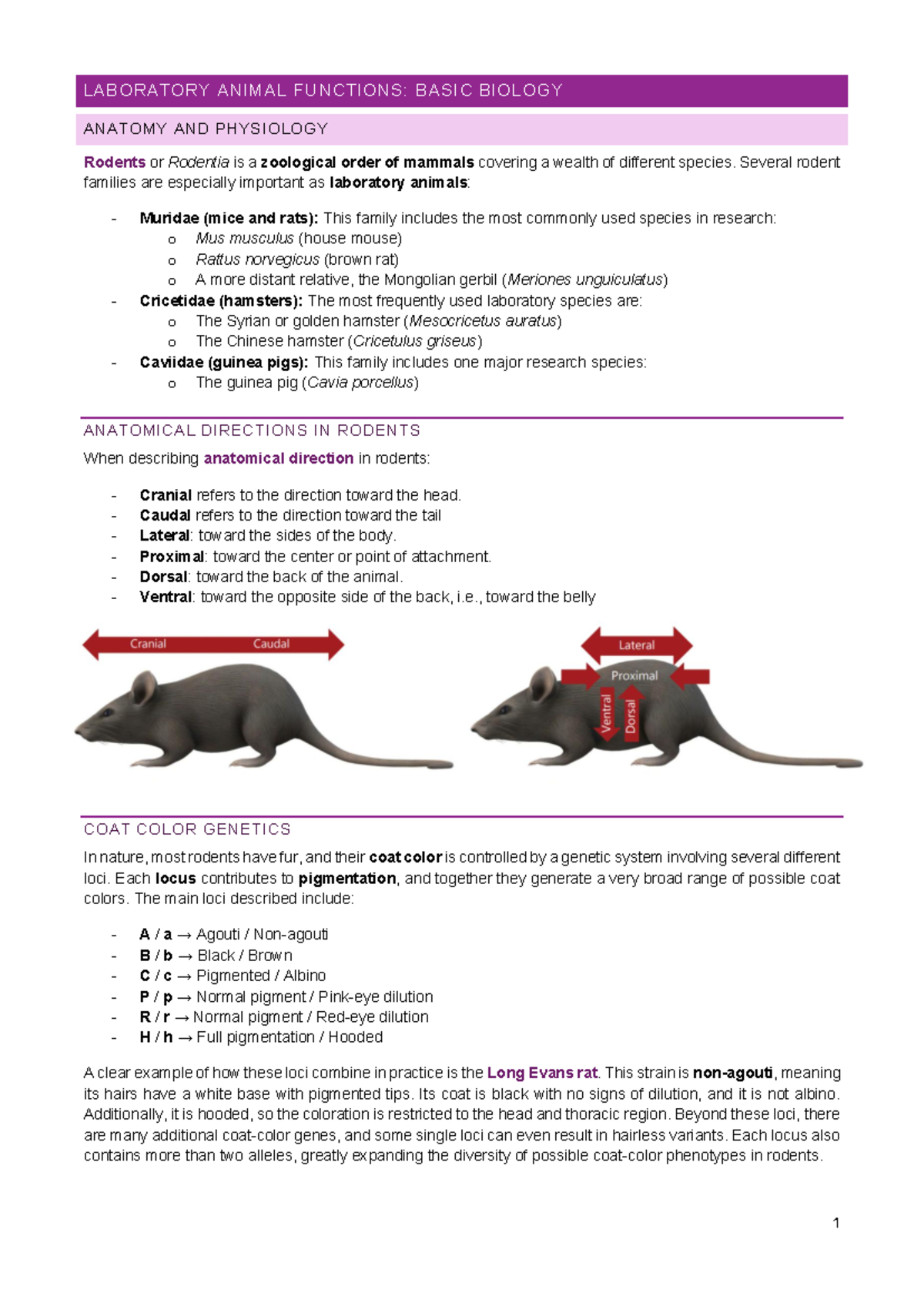 Module III - ABD: Laboratory Animal Functions in Rodents - Anatomy ...