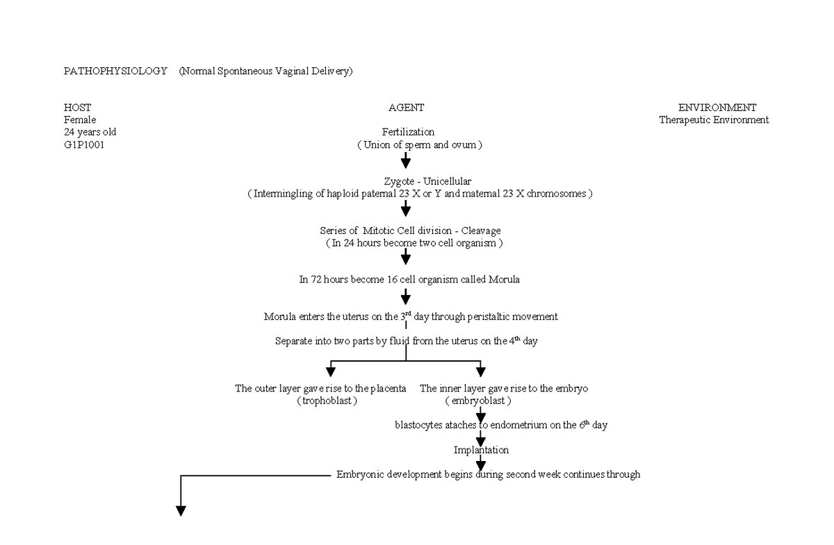 Pathophysiology-of-nsvd compress - PATHOPHYSIOLOGY (Normal Spontaneous ...