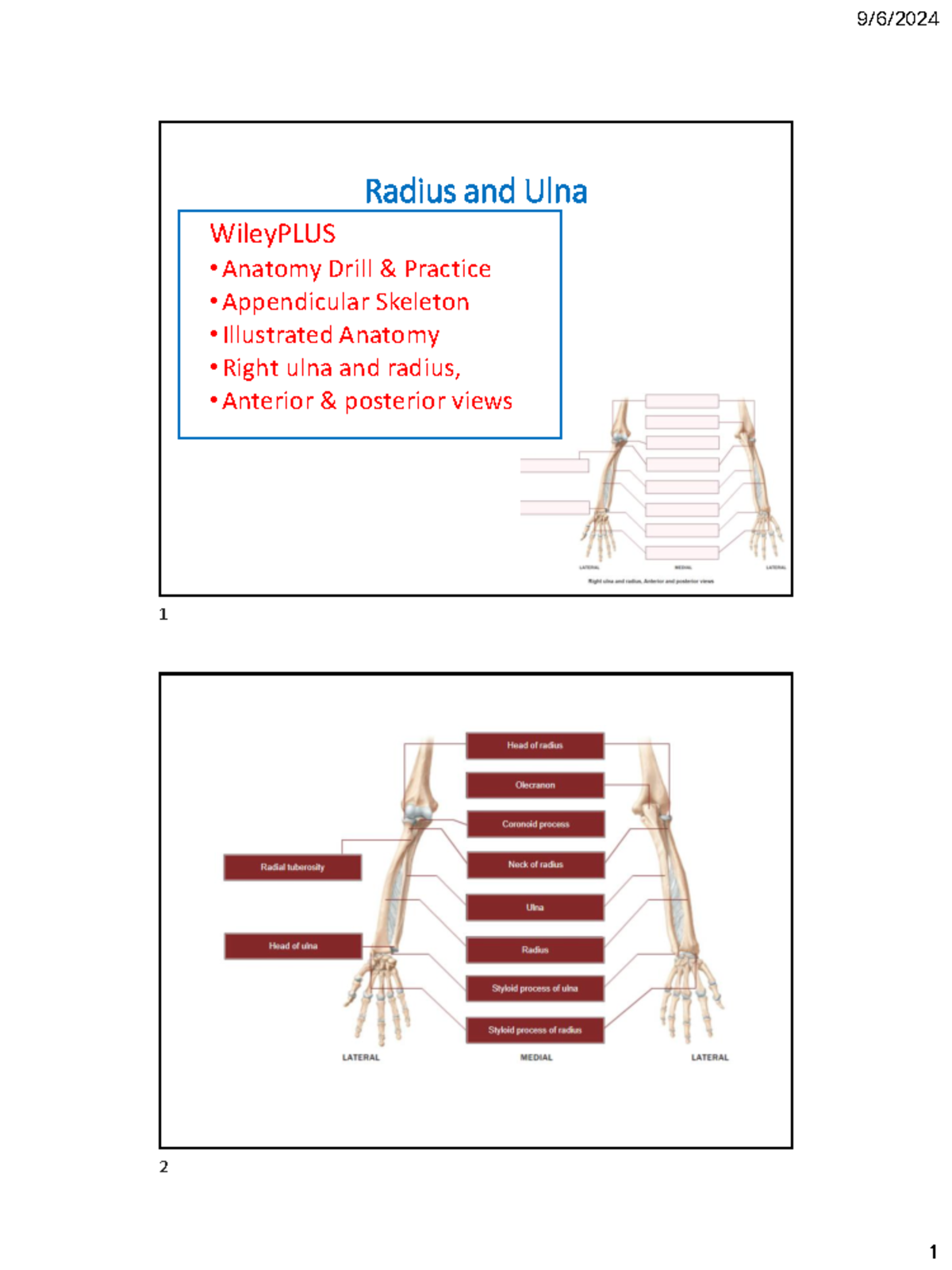 Appendicular Skeleton Overview: Radius, Ulna & Hand Anatomy Exam - Studocu