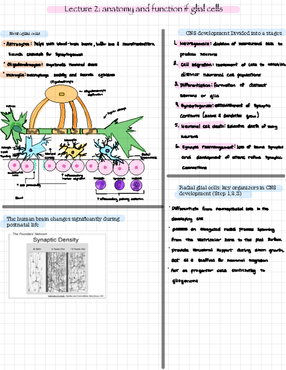 Lecture 2: Anatomy & Function of Glial Cells in CNS Development - Studocu