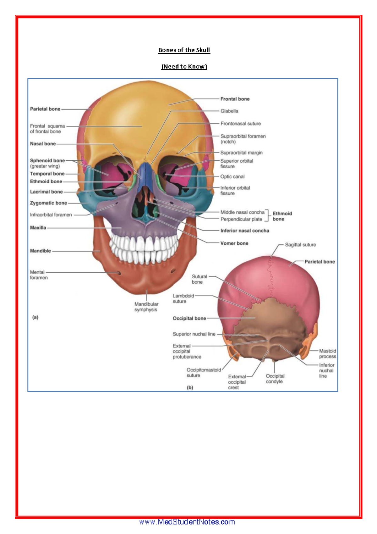 A&P - 1. Bones of the Skull (4p) - Physics - Bones of the Skull (Need ...