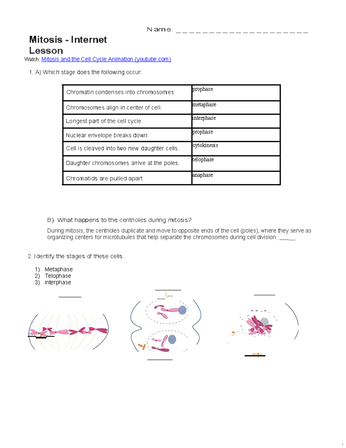 Mitosis Lab Worksheet: Stages & Key Processes Explained - Studocu
