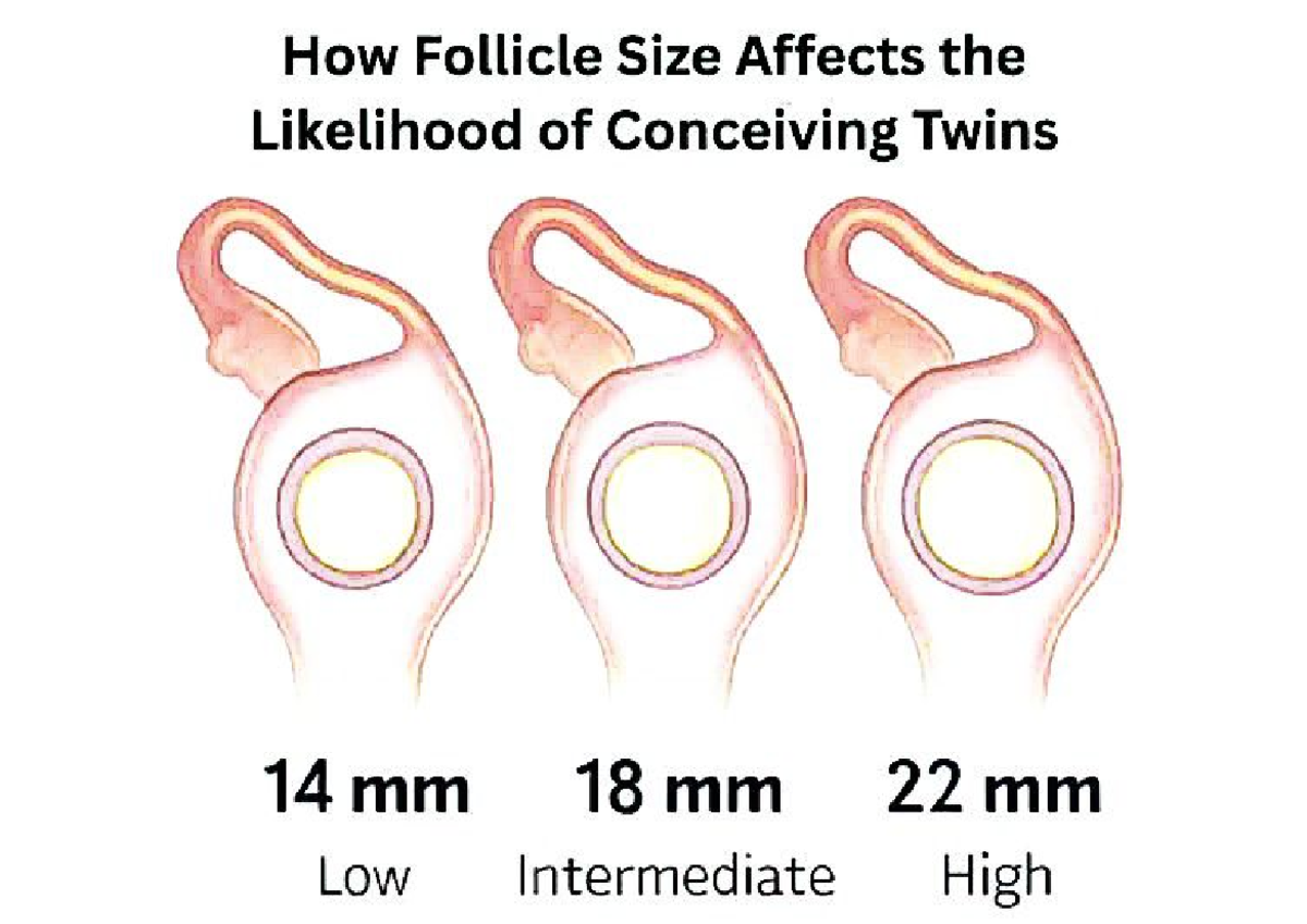 Female Reproductive System: Notes & Diagrams on Follicle Size Impact ...