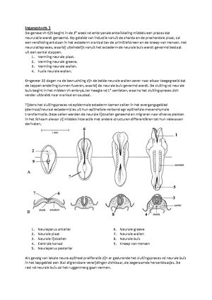 Zenuwbanen - Tractus corticospinalis (piramidebaan): Motorische schors ...