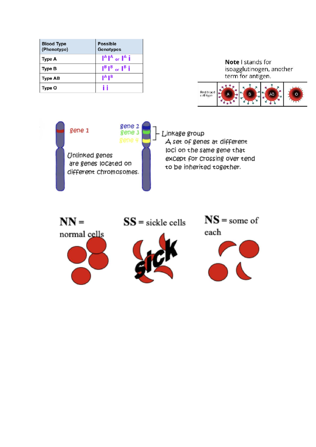 Bio Print: Blood Type Genetics and DNA Analysis Notes - Studocu