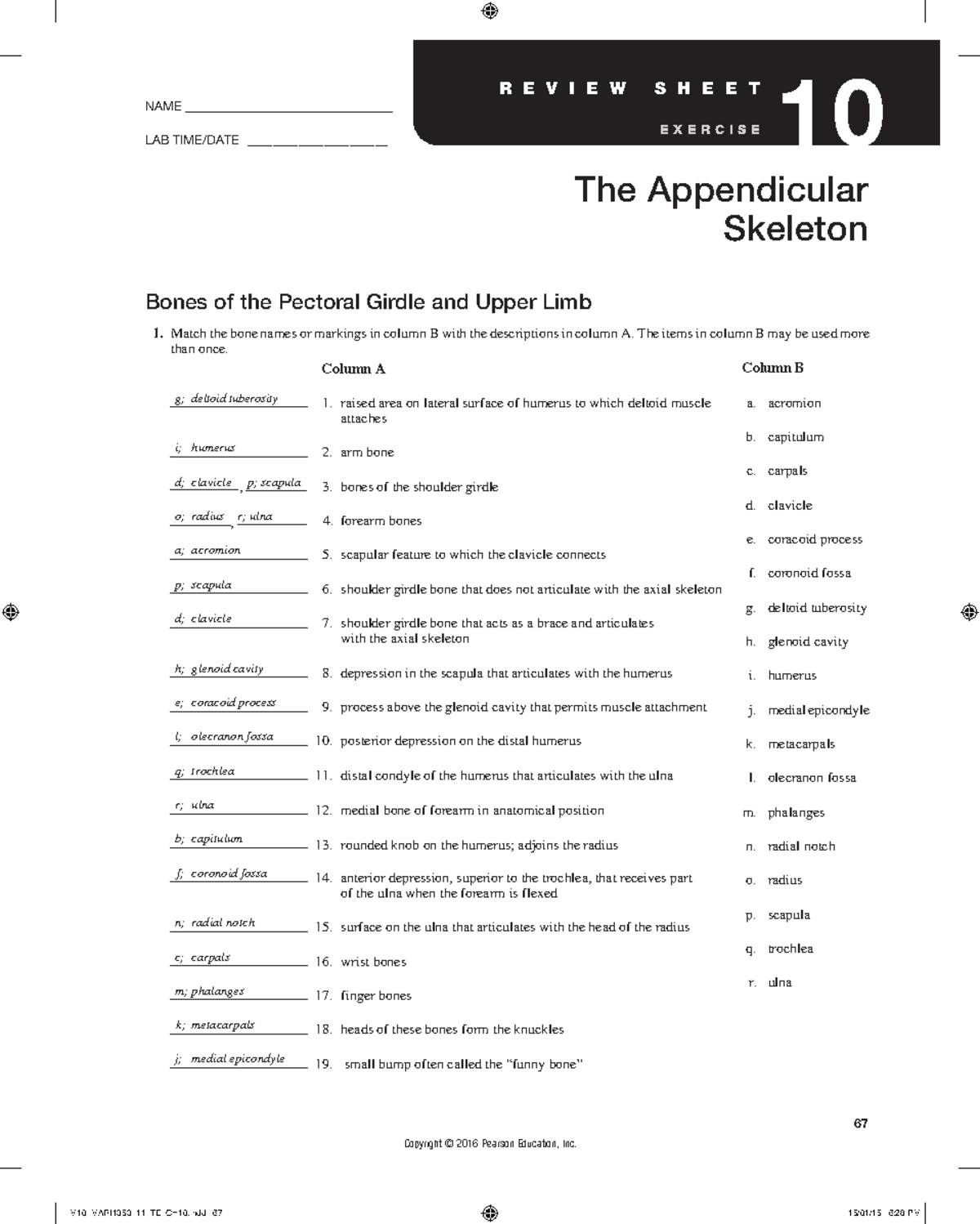 Exercise 10 Review Sheet: Appendicular Skeleton Analysis - Studocu