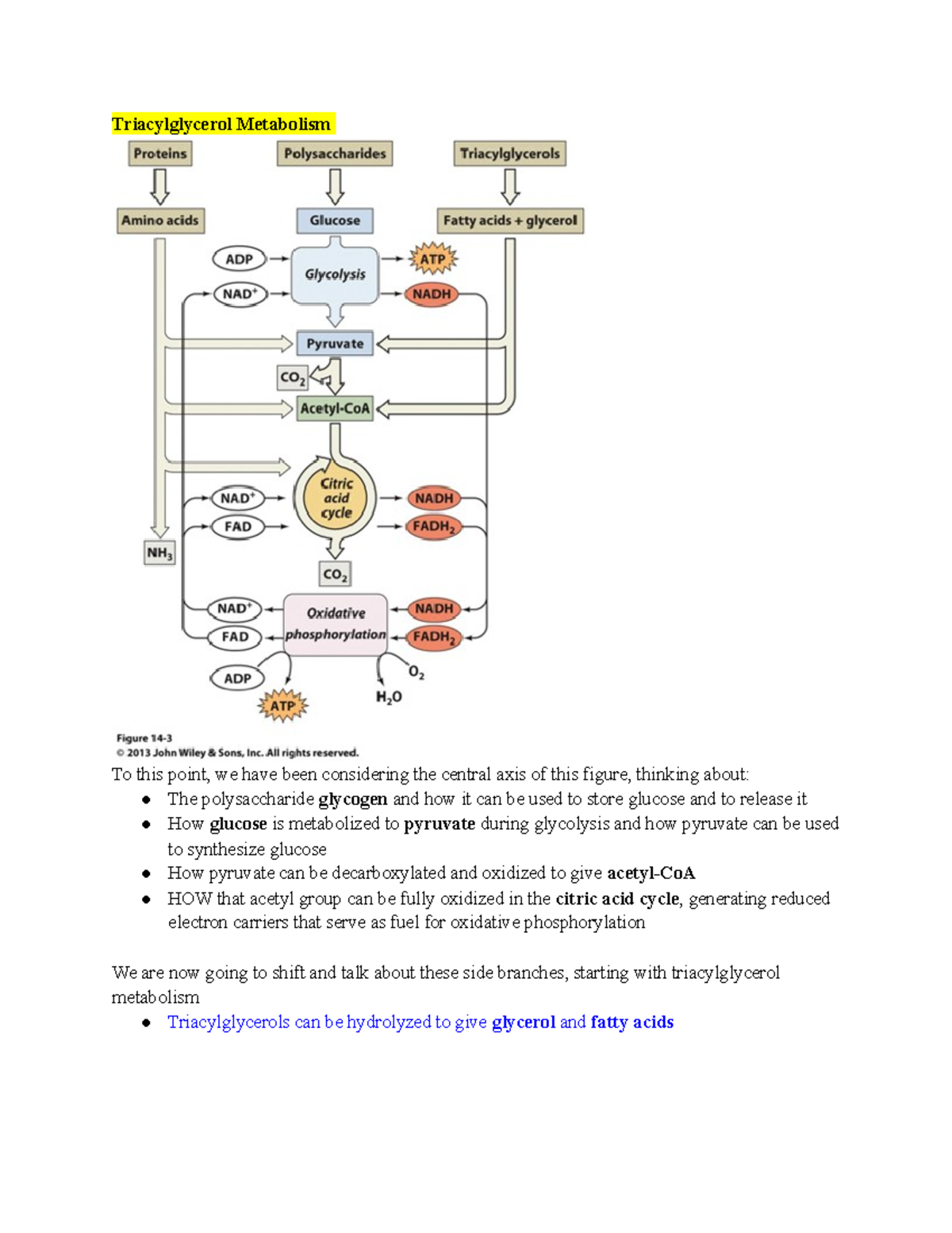 Module 17: Fatty Acid and Ketone Body Metabolism Overview - Studocu