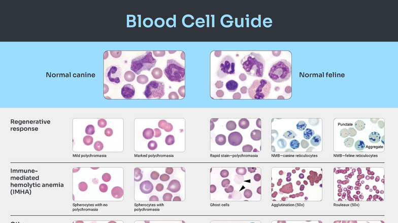 Blood Cell Guide: Canine & Feline Hematology Overview - Studocu