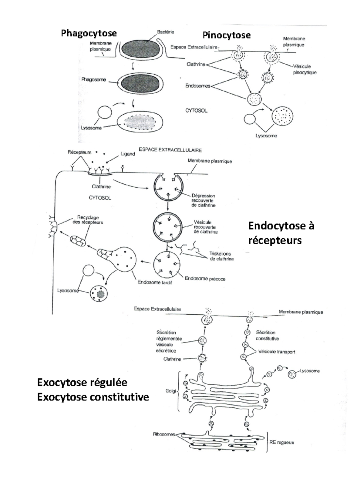 Diaporama 3 biocell - Exocytose régulée Exocytose constitutive ...