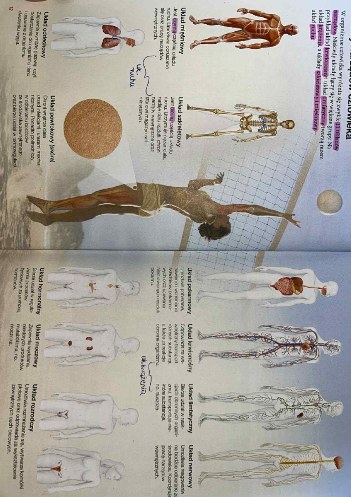 Comprehensive Study Notes for Course Code 101 - Human Body Systems ...